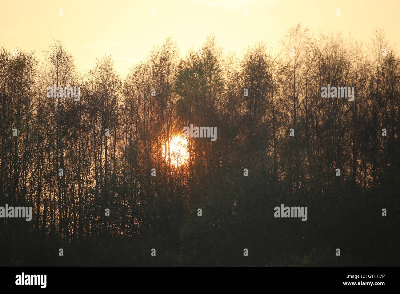 Glowing light behind trees hi-res stock photography and images - Alamy