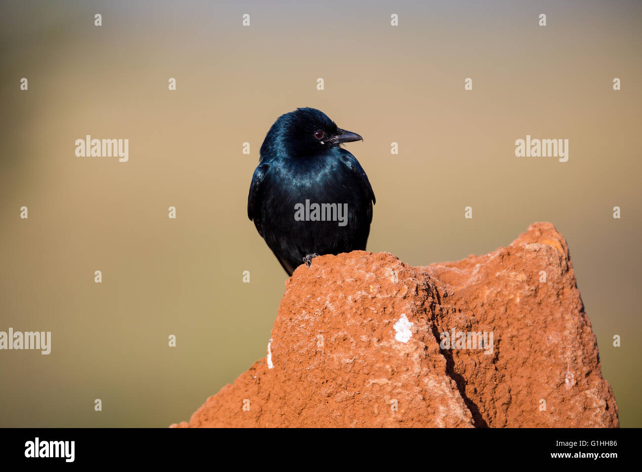 The black drongo is a small Asian passerine bird of the drongo family ...