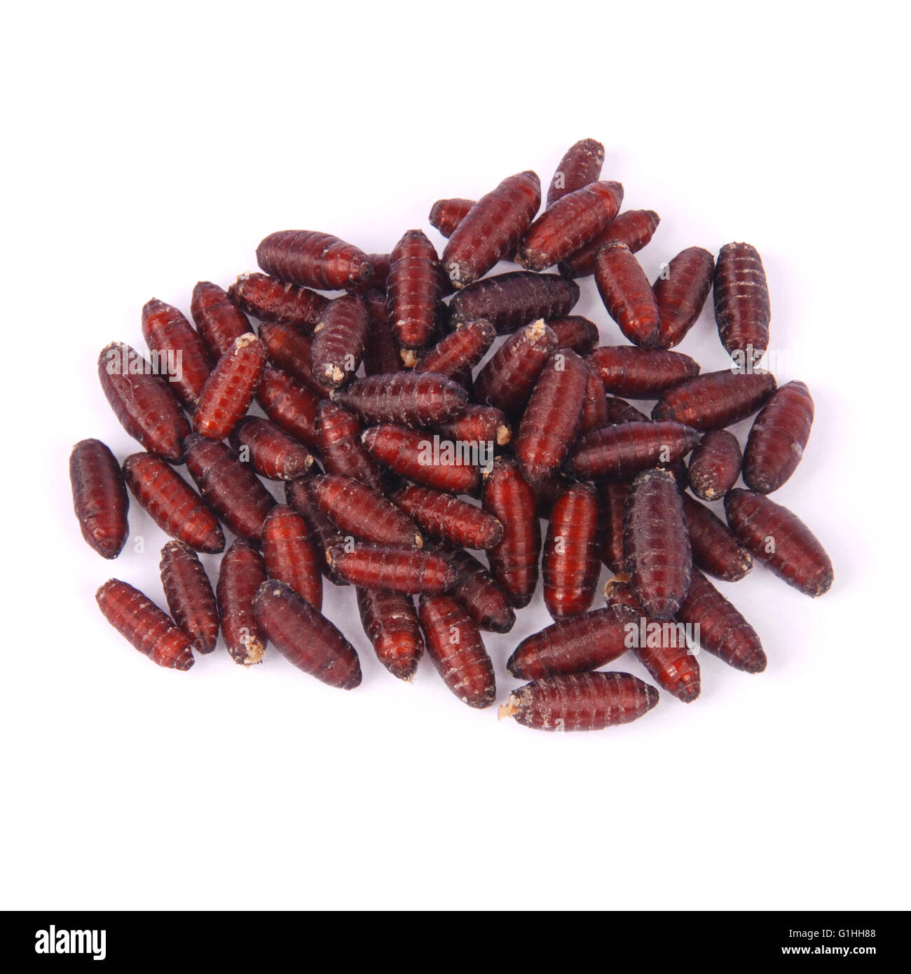 Housefly pupa hi-res stock photography and images - Alamy