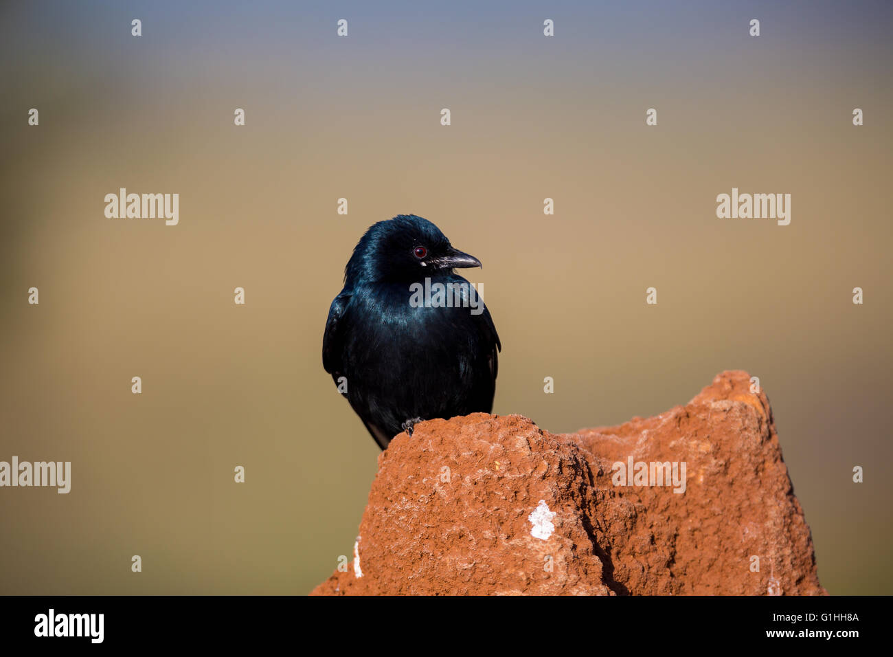 The black drongo is a small Asian passerine bird of the drongo family ...