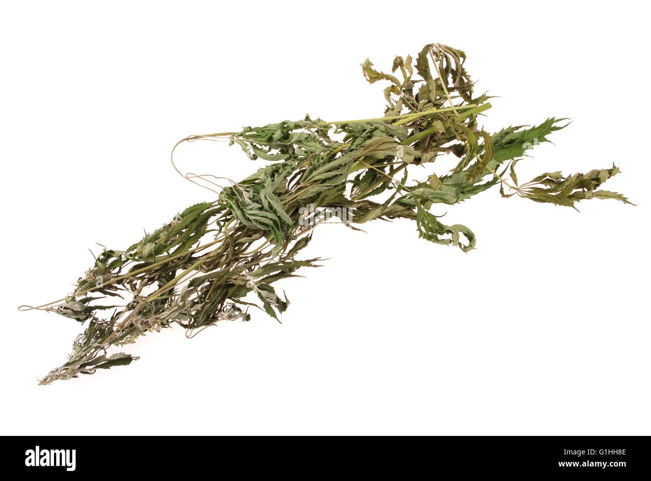 Close up dried cannabis marijuana Cut Out Stock Images & Pictures - Alamy