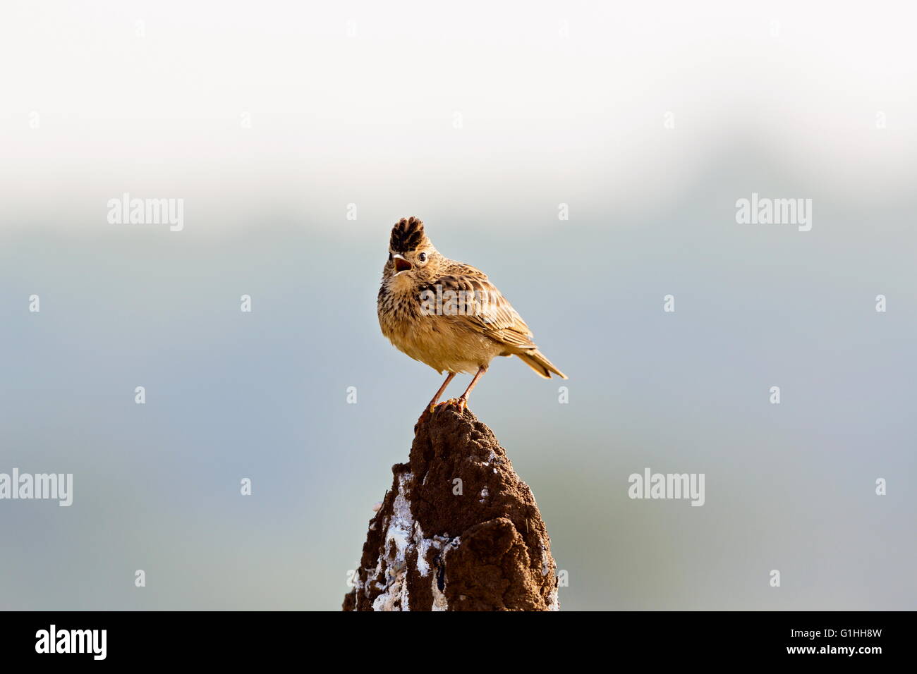 The Malabar lark, or Malabar crested lark is a sedentary breeding bird ...