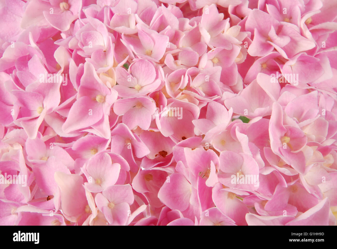 Pink flowers background hi-res stock photography and images - Alamy