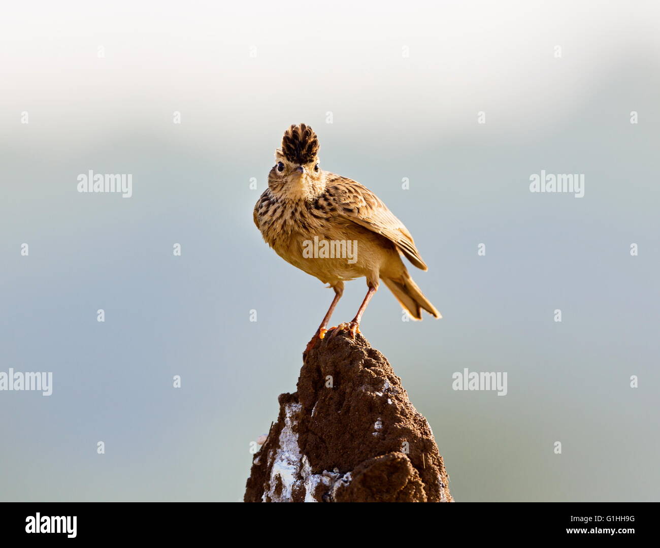 The Malabar lark, or Malabar crested lark is a sedentary breeding bird ...