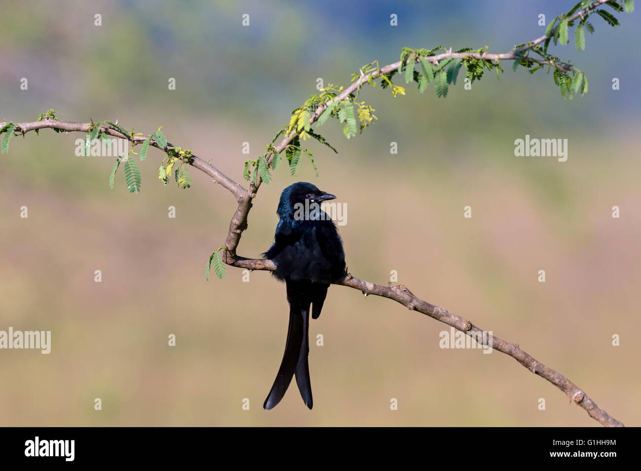 The black drongo is a small Asian passerine bird of the drongo family ...
