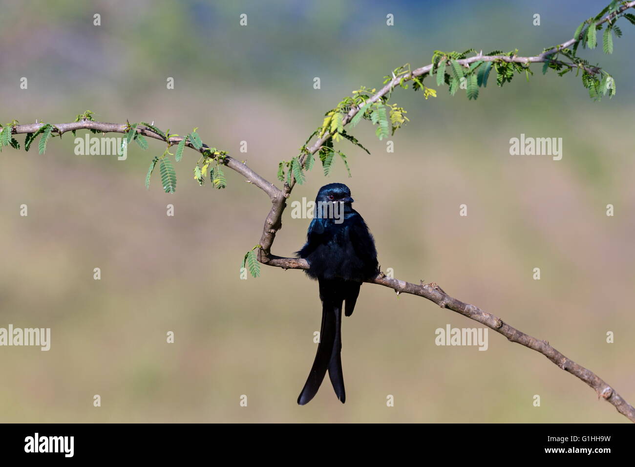 The black drongo is a small Asian passerine bird of the drongo family ...