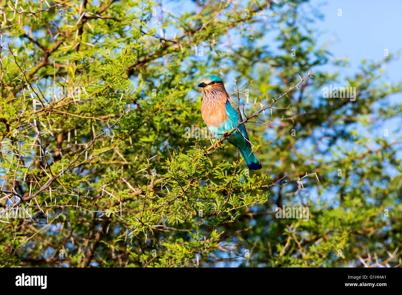 Indian Roller, a very colorful bird native of India Stock Photo - Alamy
