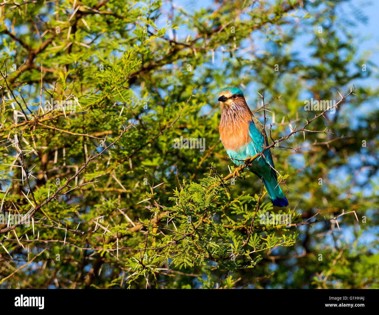 Indian Roller, a very colorful bird native of India Stock Photo - Alamy