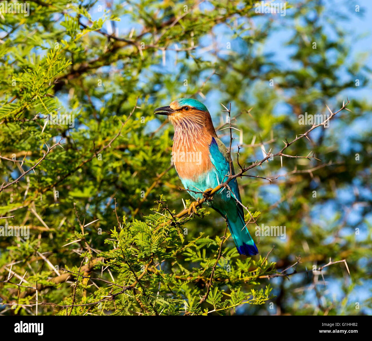 Indian Roller, a very colorful bird native of India Stock Photo - Alamy