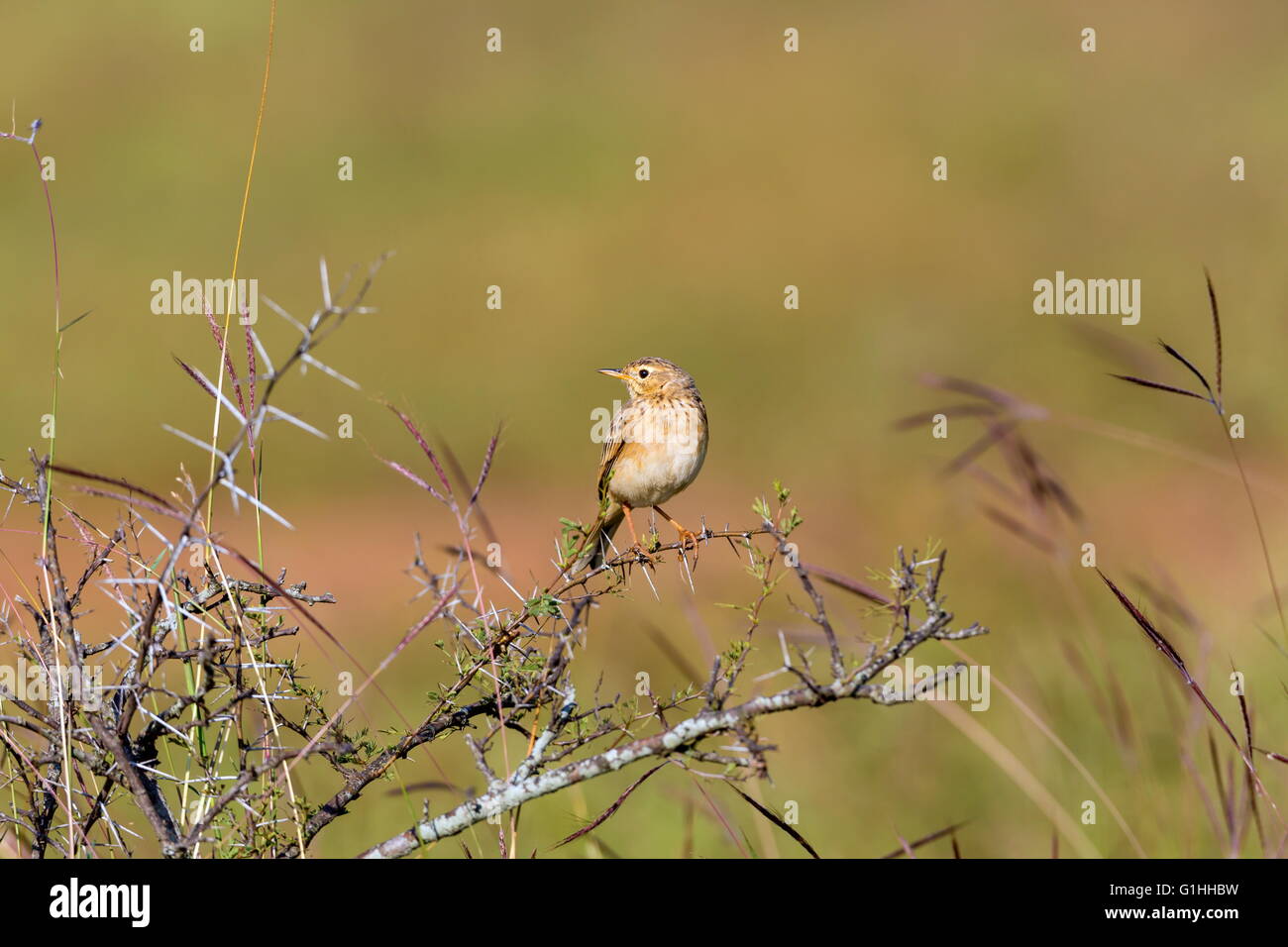 Siberian pipit hi-res stock photography and images - Alamy