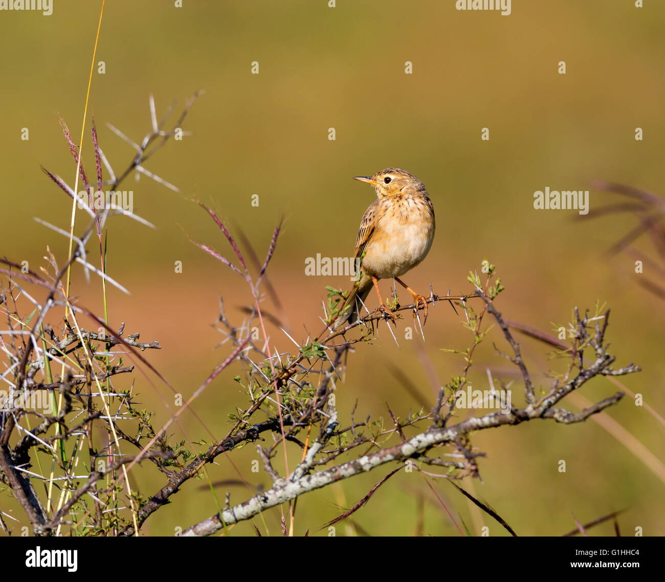 Siberian pipit hi-res stock photography and images - Alamy