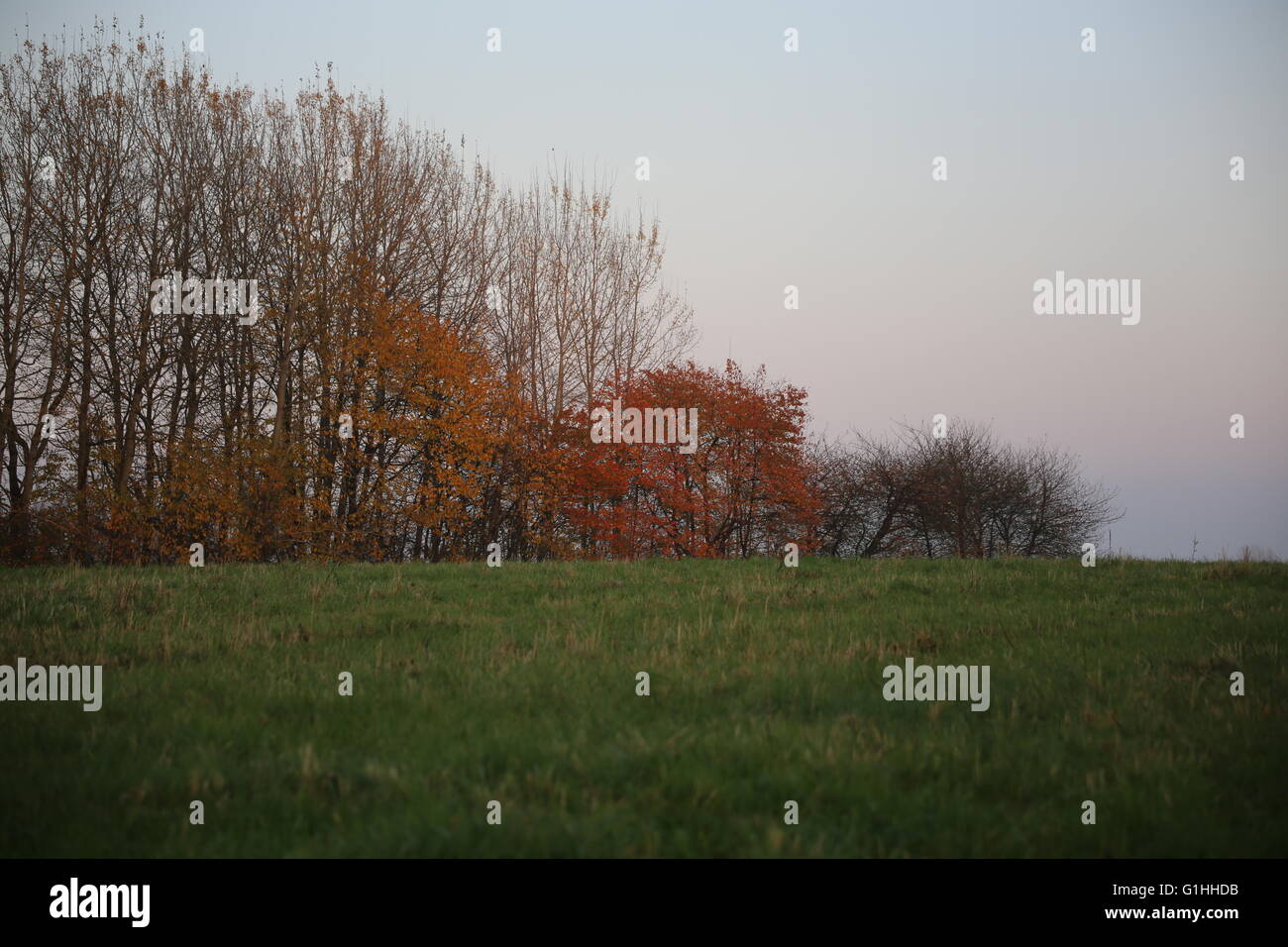 Several autumn colored trees on a meadow Stock Photo - Alamy