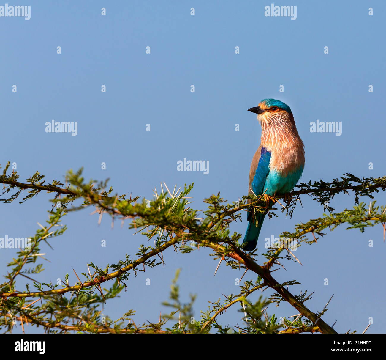 Indian Roller, a very colorful bird native of India Stock Photo - Alamy