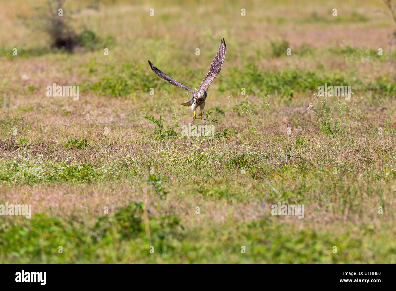 Common Kestrel in a field in India Stock Photo - Alamy