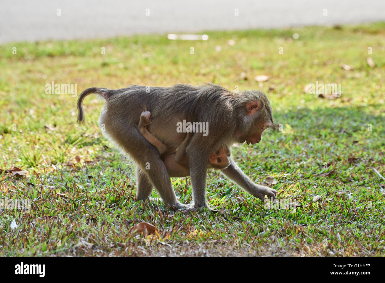 Female pig tailed macaque baby hi-res stock photography and images - Alamy