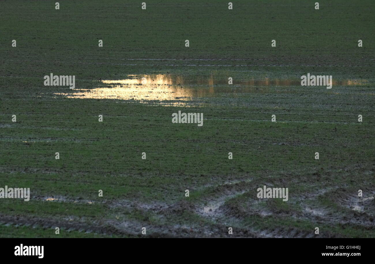 Puddle field hi-res stock photography and images - Alamy