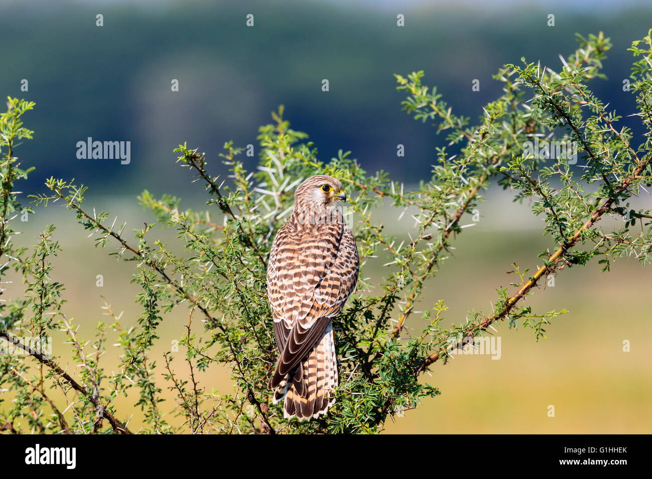 Common Kestrel in a field in India Stock Photo - Alamy