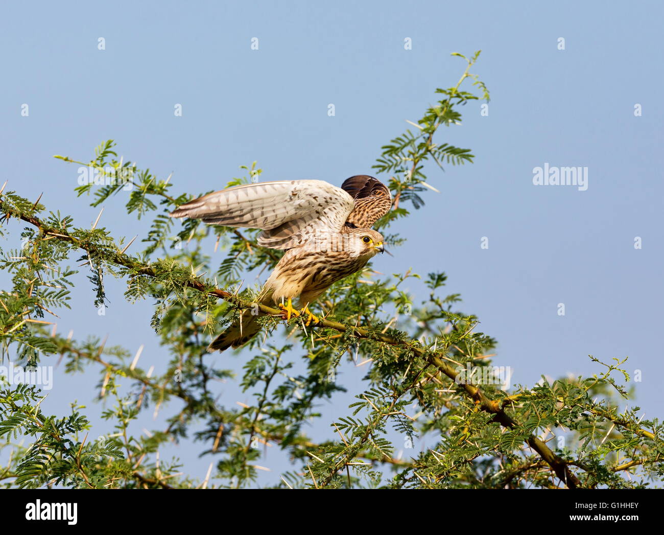 India bird of prey hi-res stock photography and images - Alamy