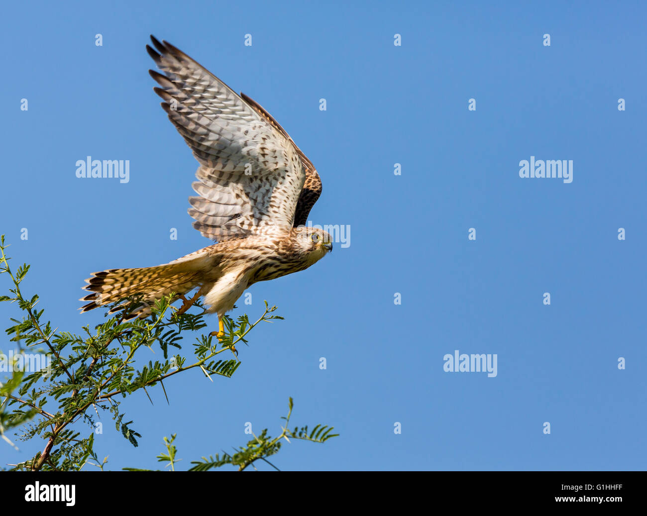 Common Kestrel in a field in India Stock Photo - Alamy
