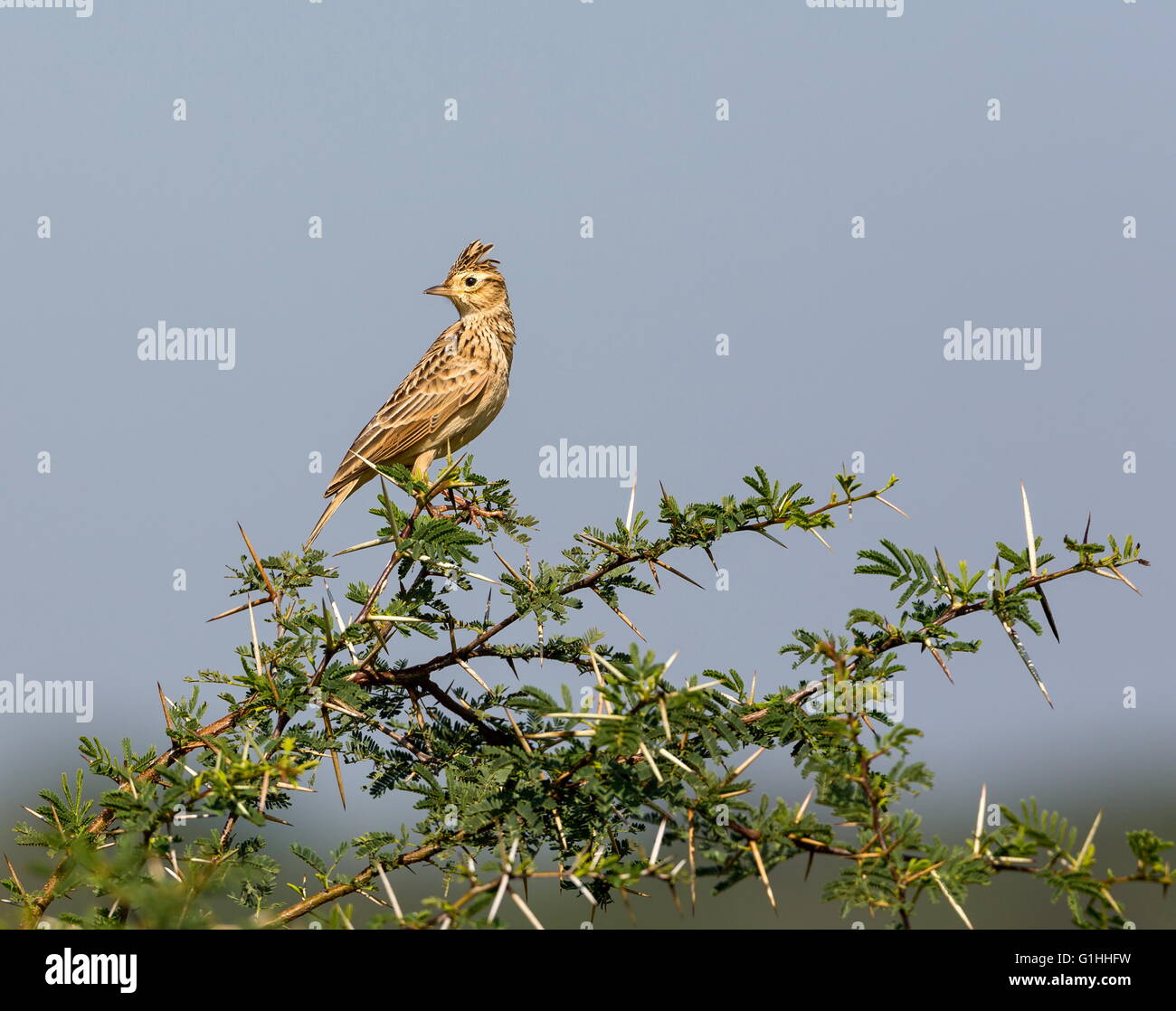 Sedentary bird hi-res stock photography and images - Alamy