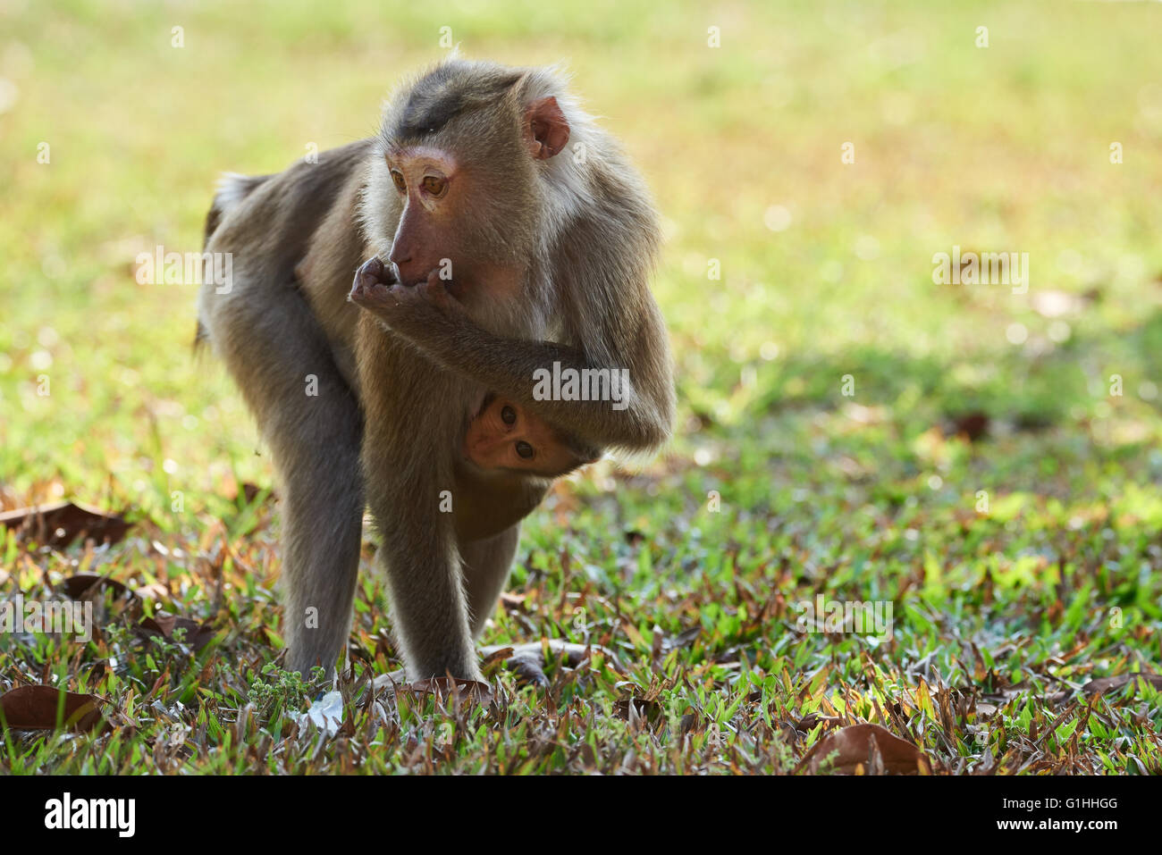 Female pig tailed macaque baby hi-res stock photography and images - Alamy