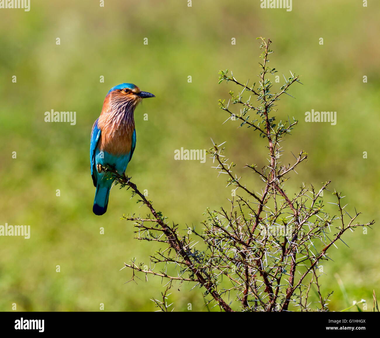 Native of india hi-res stock photography and images - Alamy