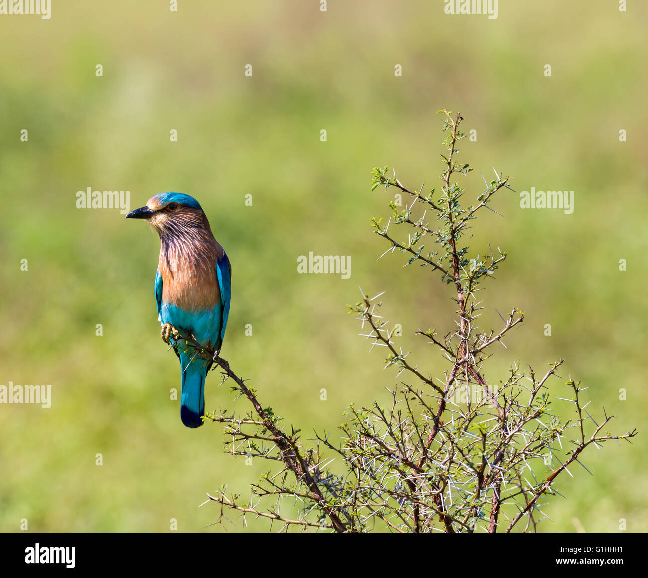 Indian Roller, a very colorful bird native of India Stock Photo - Alamy