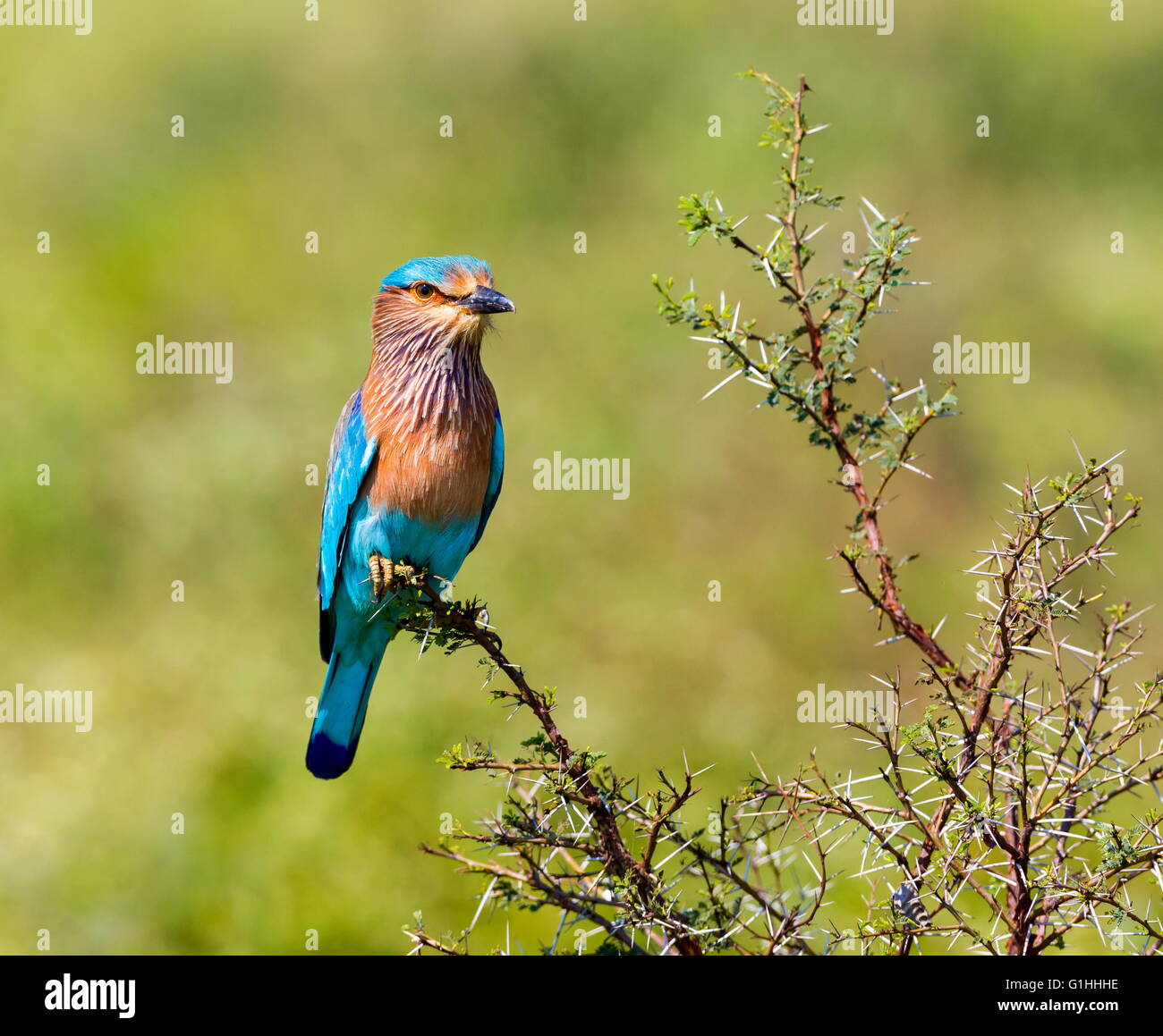 Indian Roller, a very colorful bird native of India Stock Photo - Alamy
