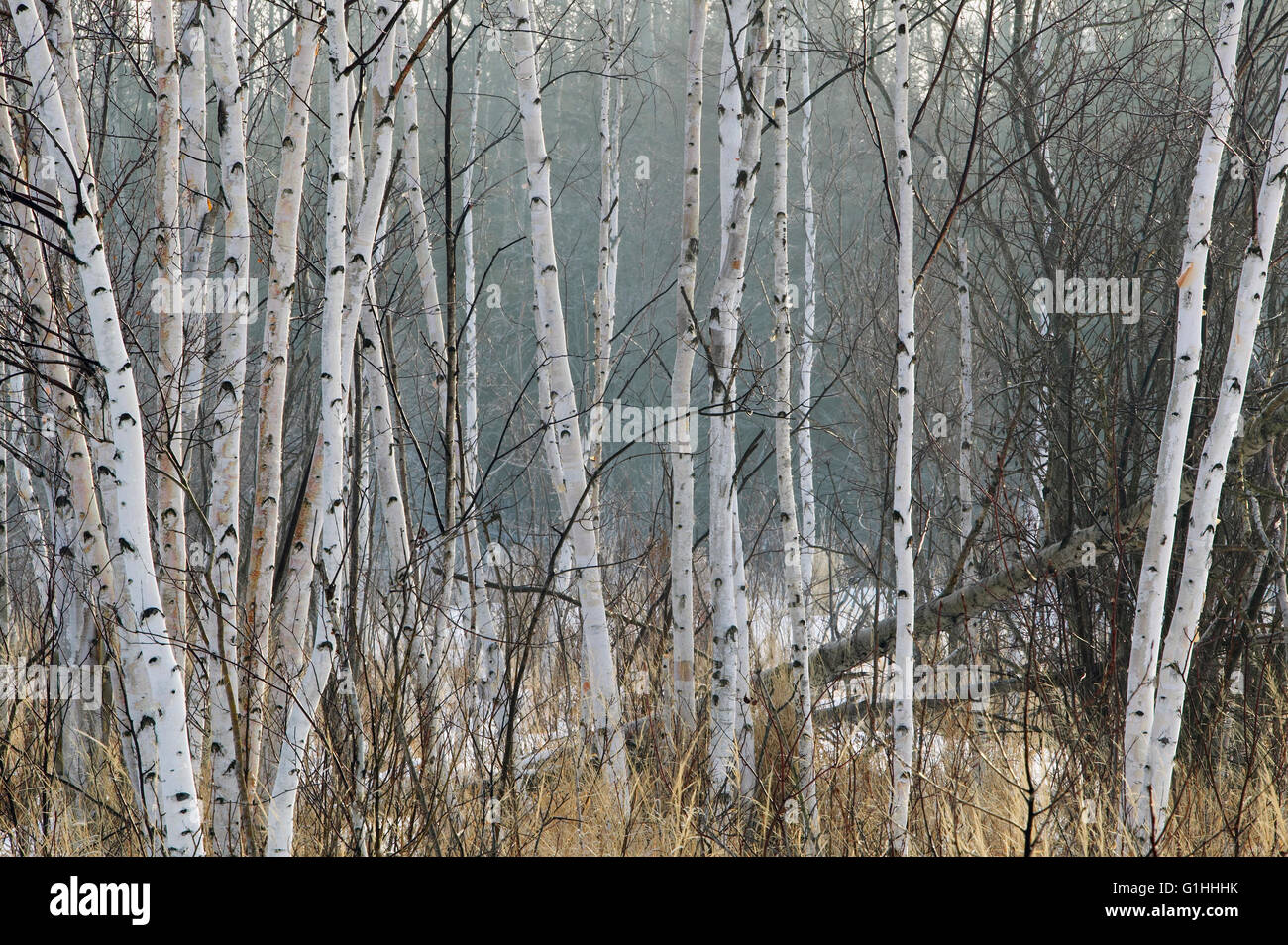 Killarney provincial park winter hi-res stock photography and images ...