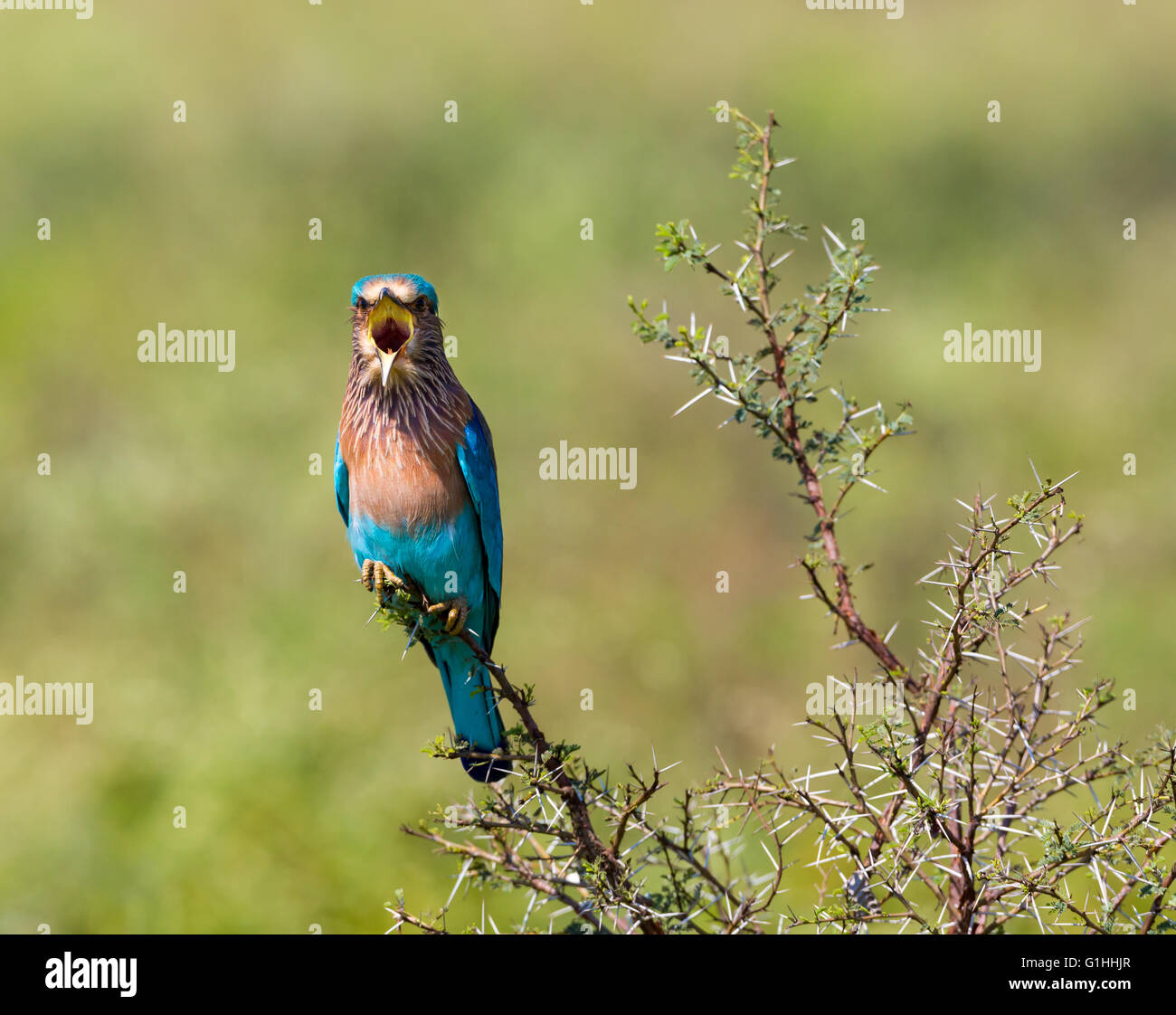 Indian Roller, a very colorful bird native of India Stock Photo - Alamy