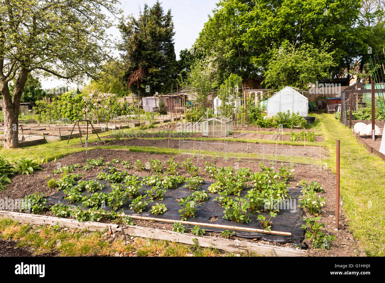 Well tended allotment garden in springtime. A plot of land for families ...