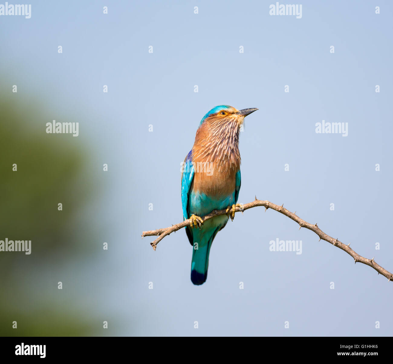 Indian Roller, a very colorful bird native of India Stock Photo - Alamy