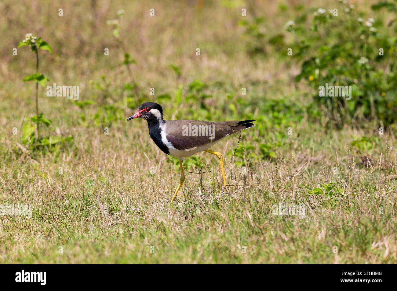 Lapwings of thailand hi-res stock photography and images - Alamy