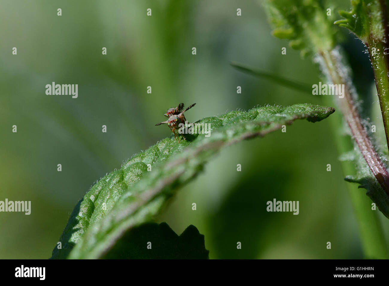 Disgusting flies mating Stock Photo - Alamy