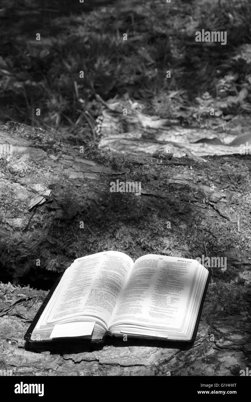 open bible resting place of peace and calm in the forest. May 2016 ...