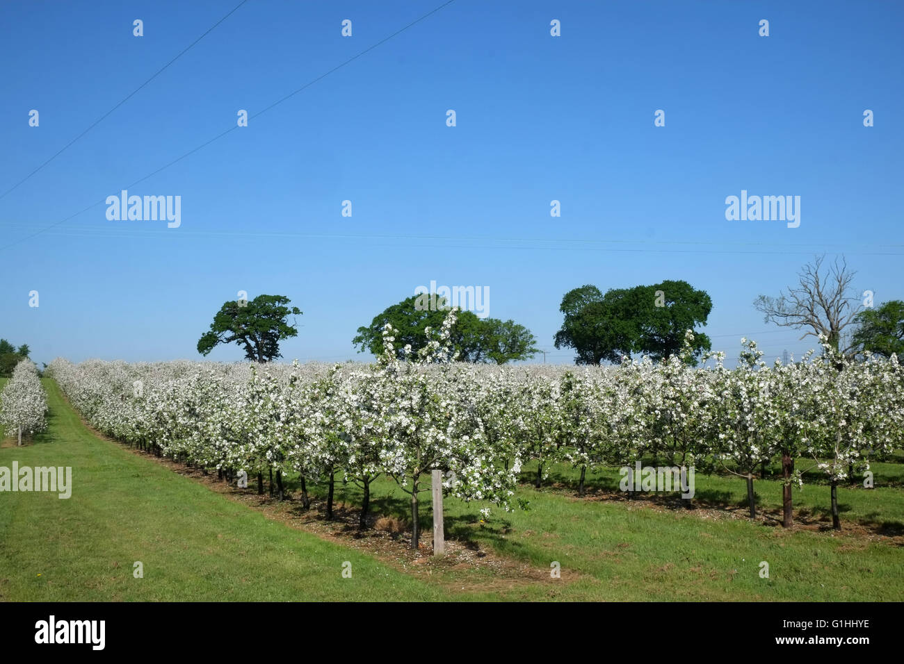 Cider apple trees in Orchards belonging to Thather's traditional ...