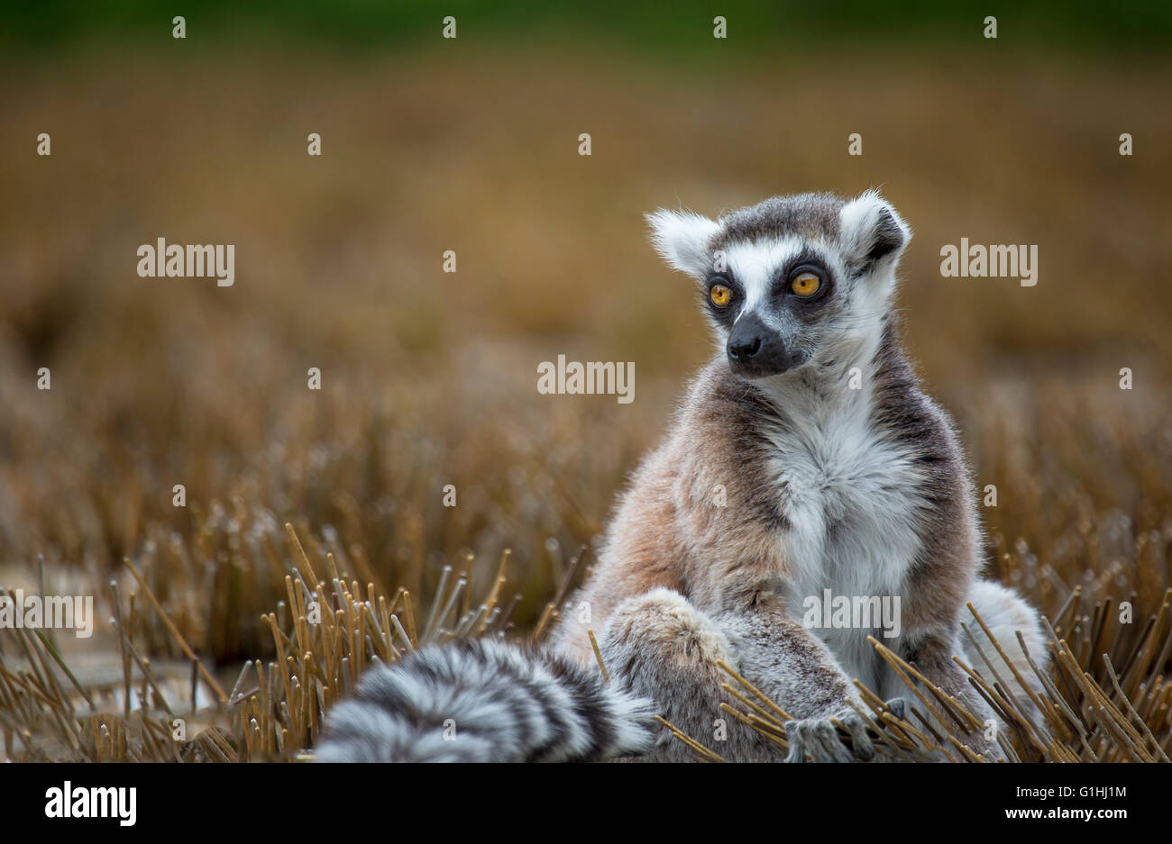 A Madagascan Lemur photographed in Captivity Stock Photo - Alamy