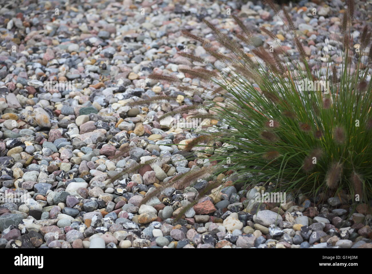 Hassock growing in a stone garden Stock Photo - Alamy