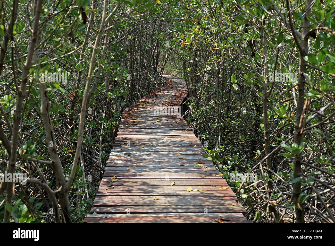 Mangrove bridge hi-res stock photography and images - Alamy