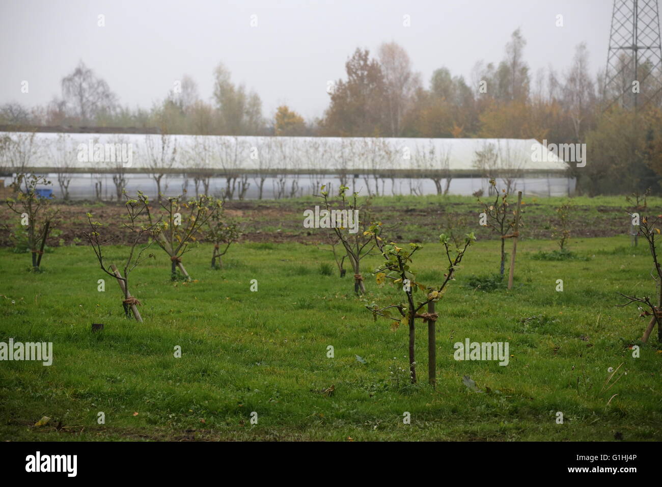 Apple orchard in greenhouse hi-res stock photography and images - Alamy