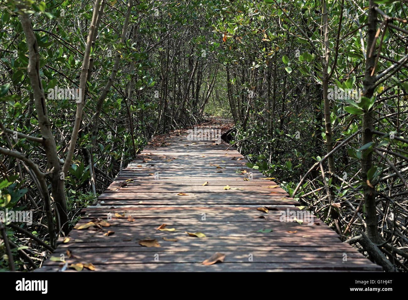 long wooden bridge walkway into mangrove forest Stock Photo - Alamy