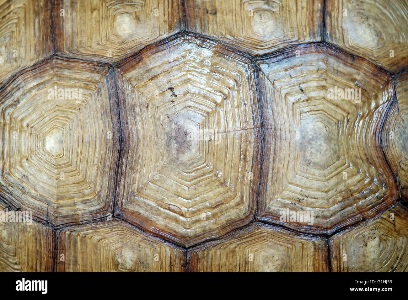 Tortoise shell and white hi-res stock photography and images - Alamy