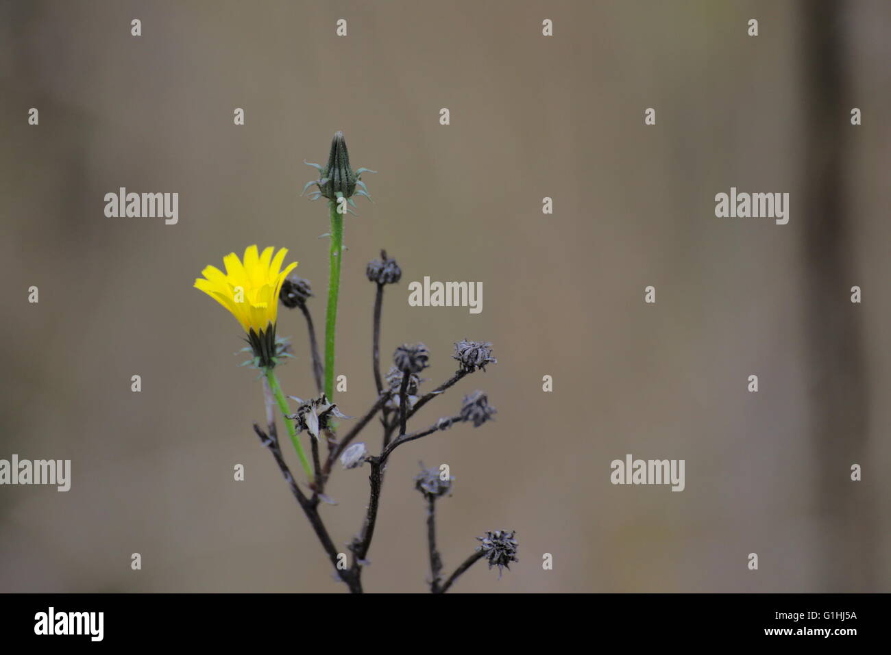 Single green and flowering sprout on the dry plant of a herb ...