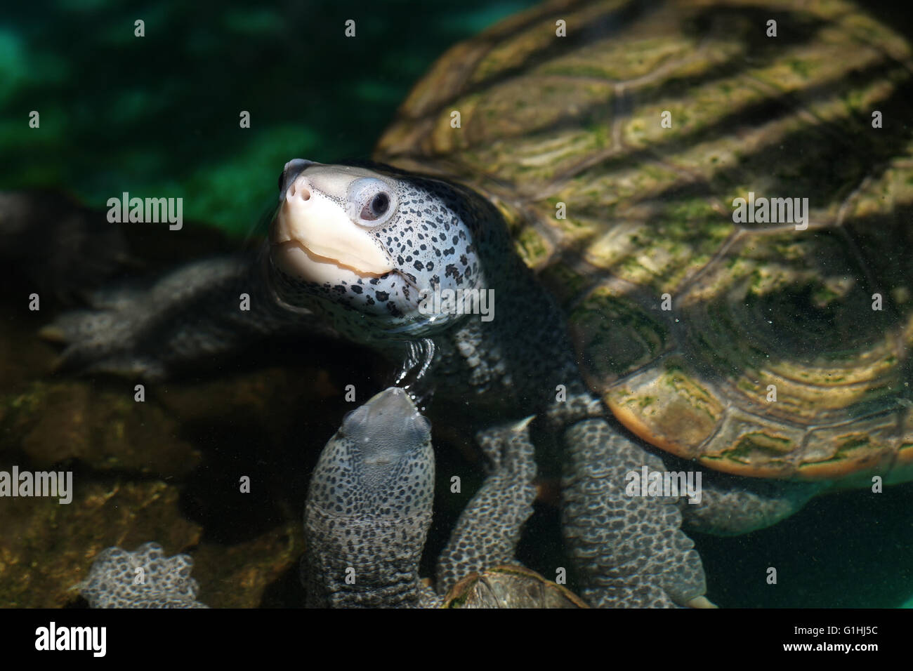 diamondback terrapin tortoise with nature background Stock Photo - Alamy