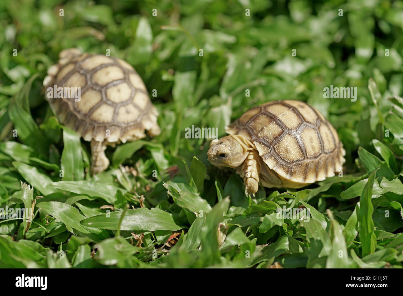 African sulcata tortoise hi-res stock photography and images - Alamy