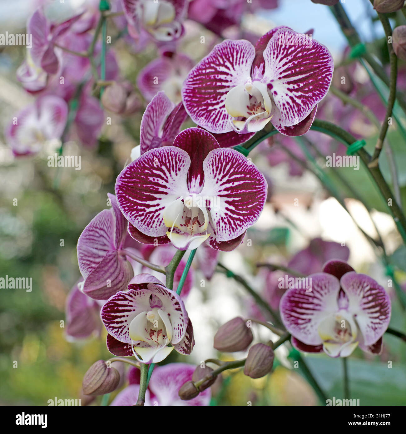 beautiful orchid flower with nature background Stock Photo - Alamy