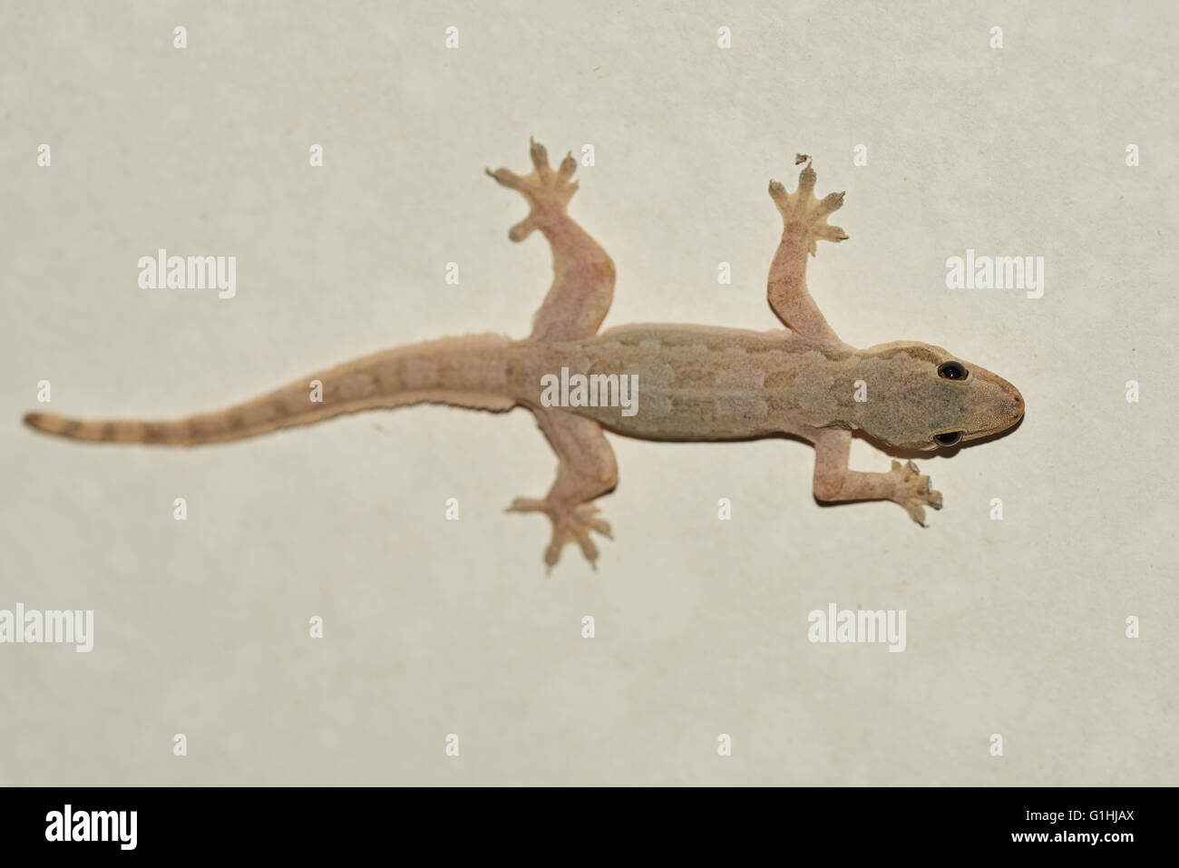 Thai Gecko Stock Photo - Alamy