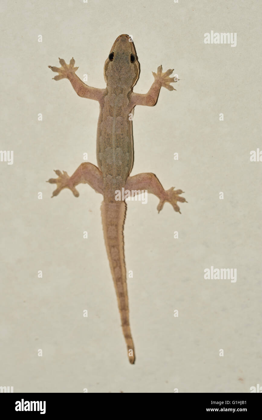 Thai gecko hi-res stock photography and images - Alamy