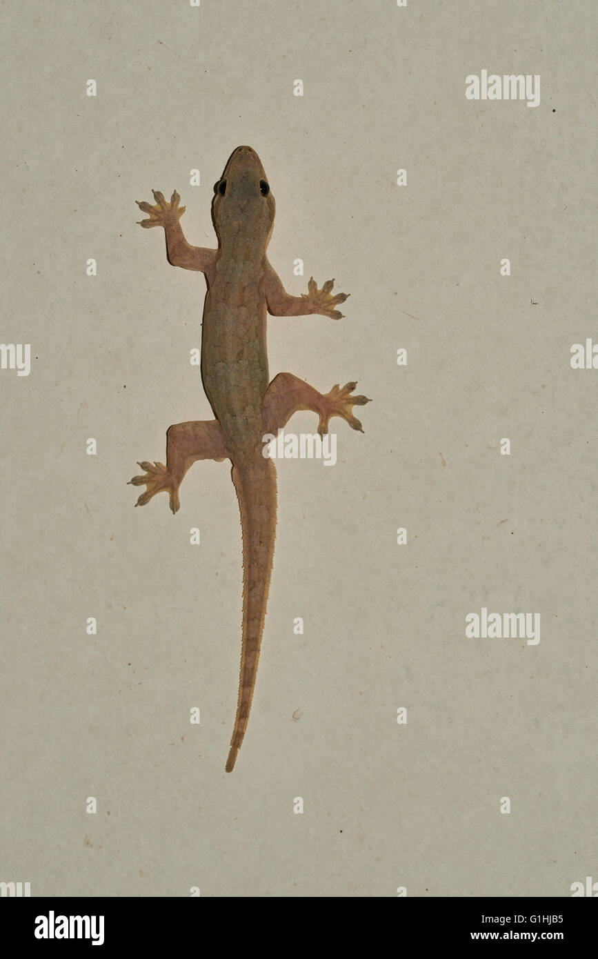 Gekkota Stock Photos & Gekkota Stock Images - Alamy
