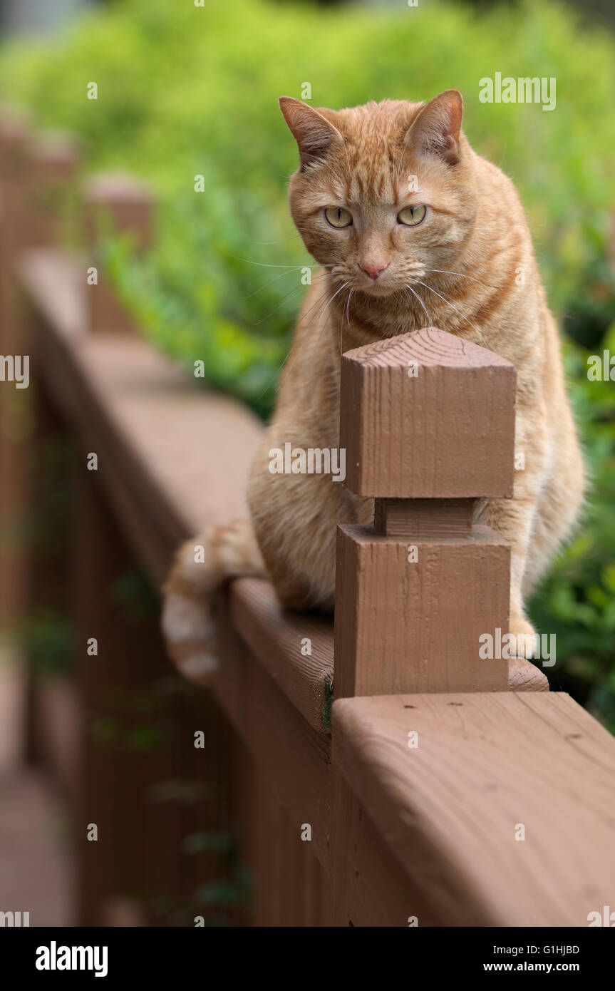 Cat on outdoor porch railing hi-res stock photography and images - Alamy